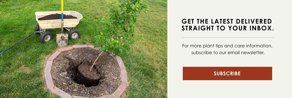 Dammann's Garden Company – New Tree Care