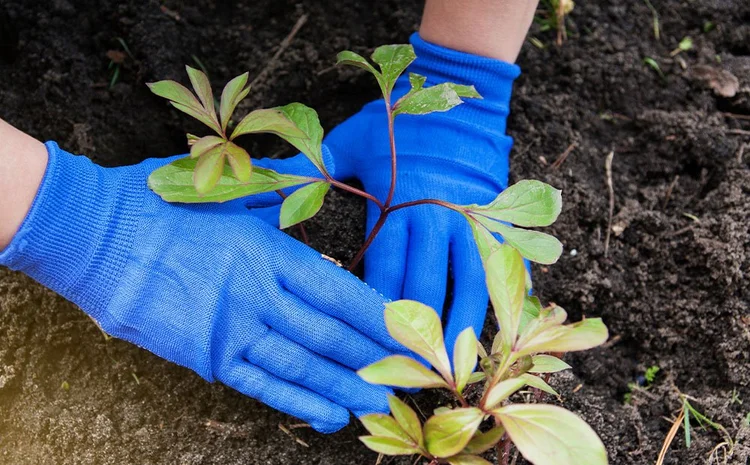 Dammann's Garden Company – How to Care for Peonies for Longer Lasting ...