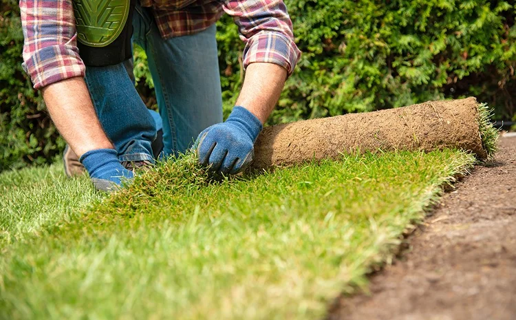 Dammann's Garden Company – DIY Series: How to Lay Sod That Is Seamless ...