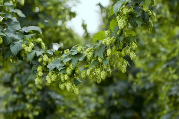 Hop Up Your Portfolio — Harvest Returns