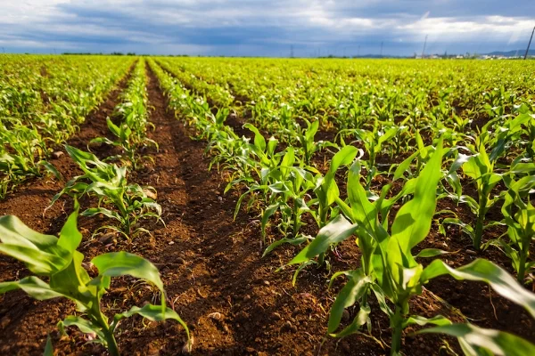 Why Row Crops Make A Smart Alternative Investment — Harvest Returns