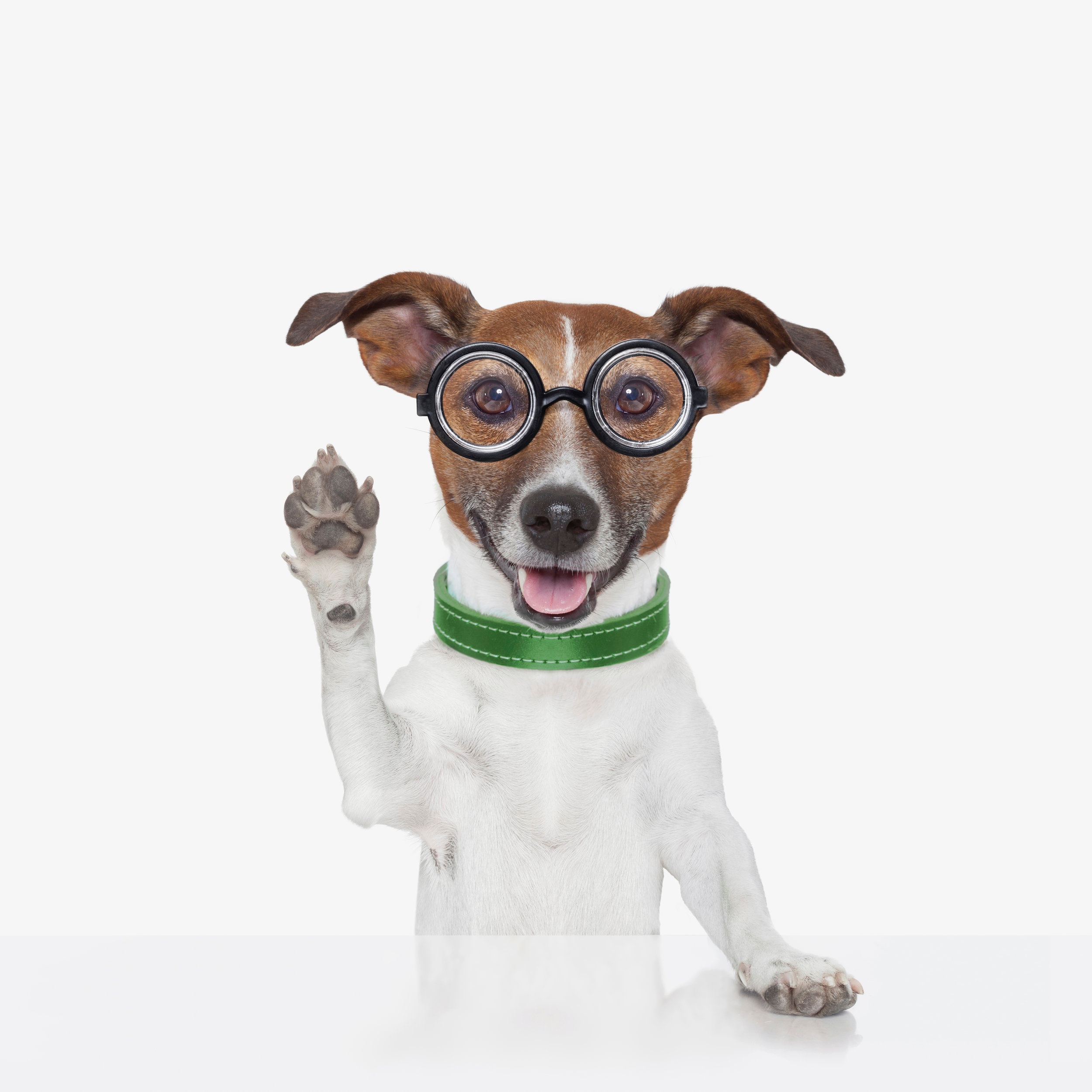 The Puma Accounting Team Players | Rome, NY — Puma Accounting ...