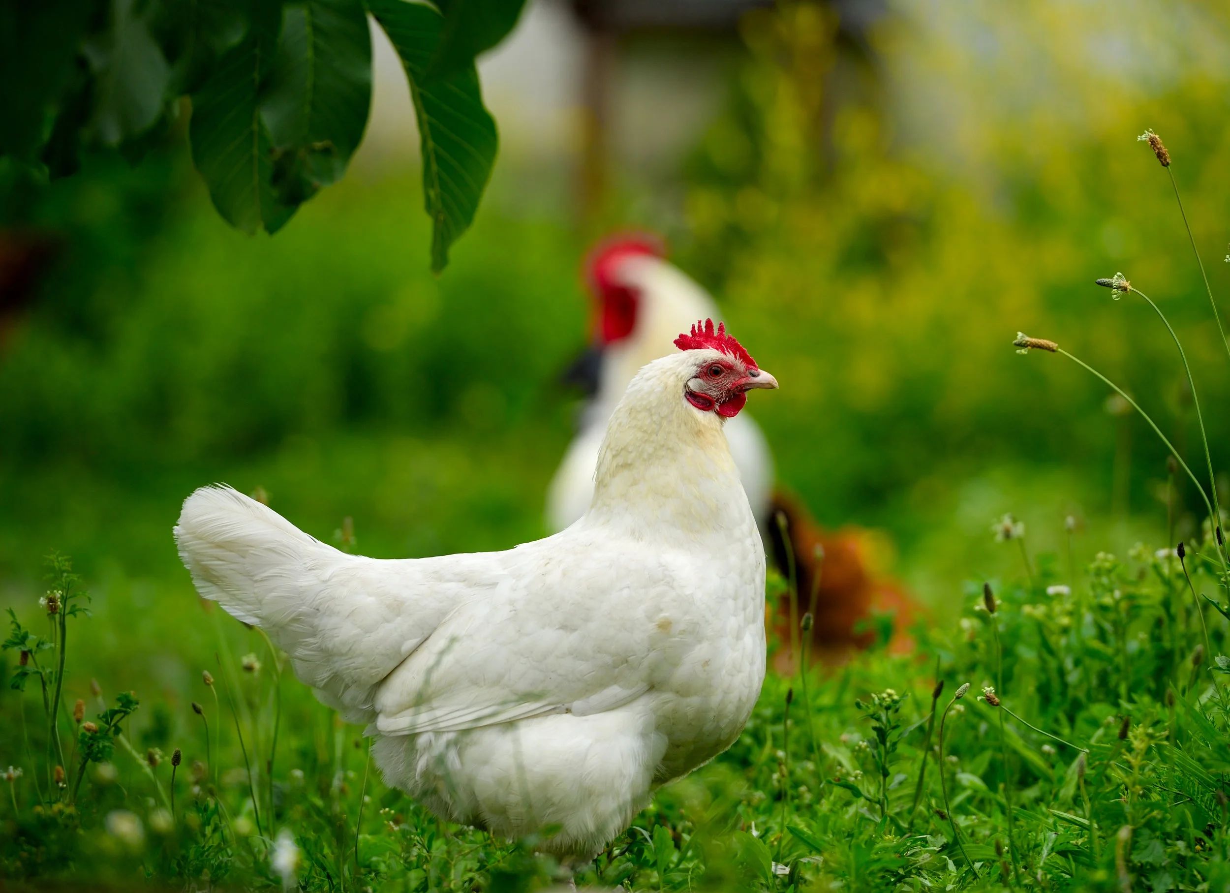 Why Giglio s Giglio s Fresh Chicken