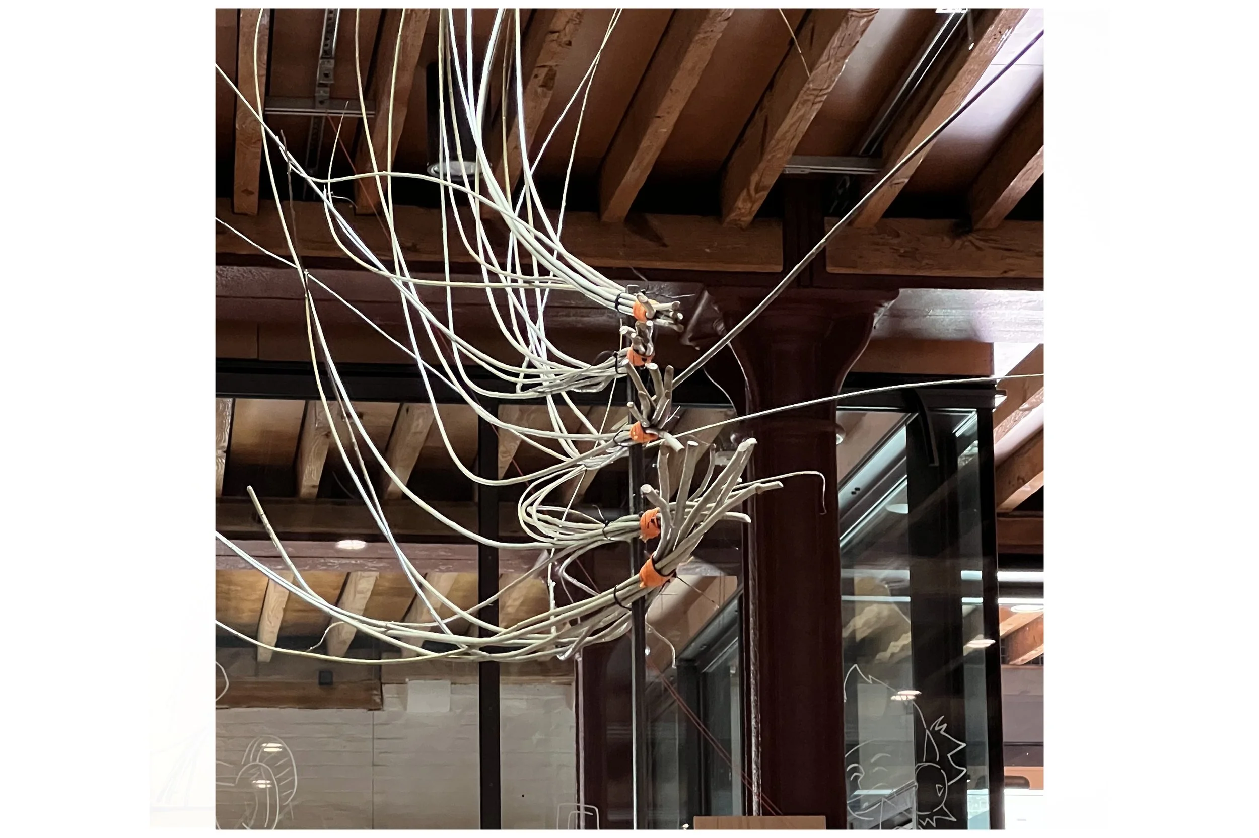 Fiona Carruthers — Primary