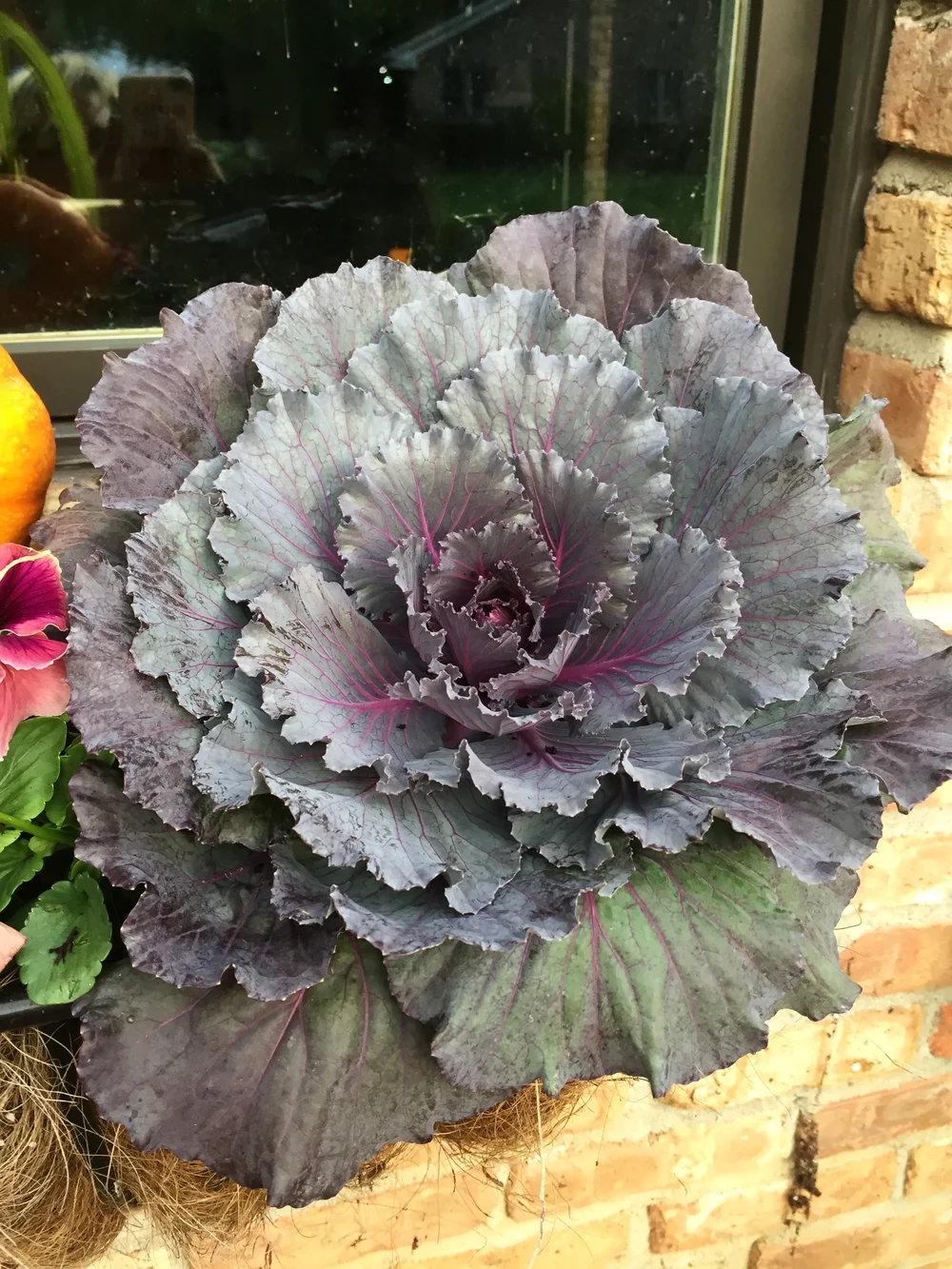 Fall Window Box Styling — Home By Hiliary