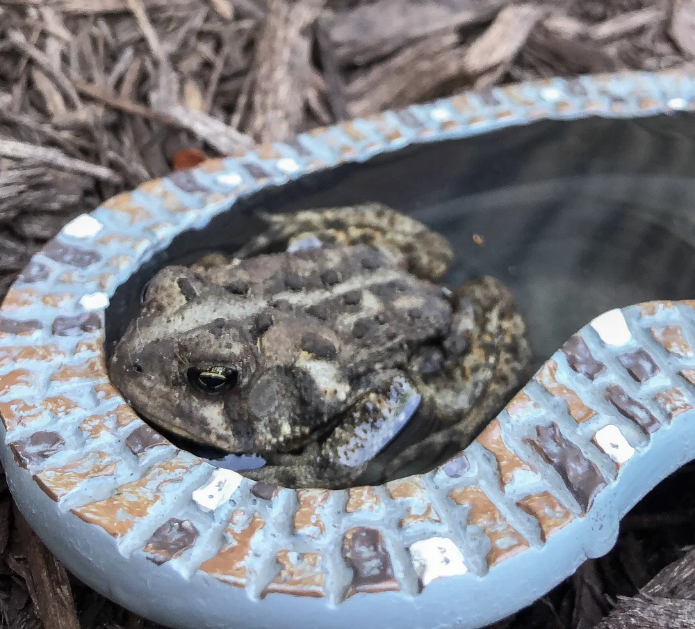 DIY: Toad Abode — Home By Hiliary