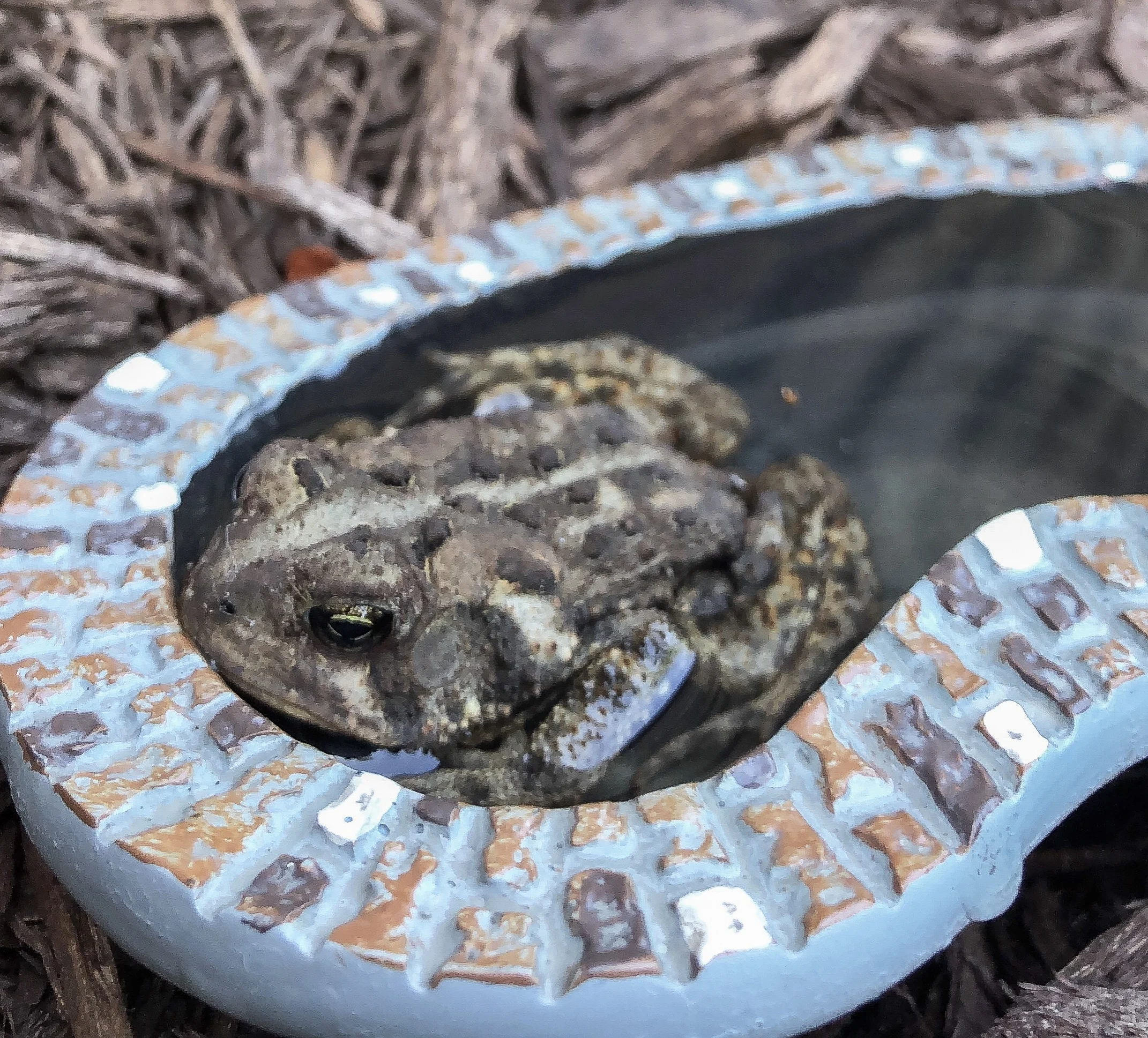 DIY: Toad Abode — Home By Hiliary