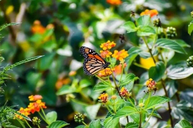 A Tribute to The Monarch Butterfly: How to Turn Your Backyard Into a ...