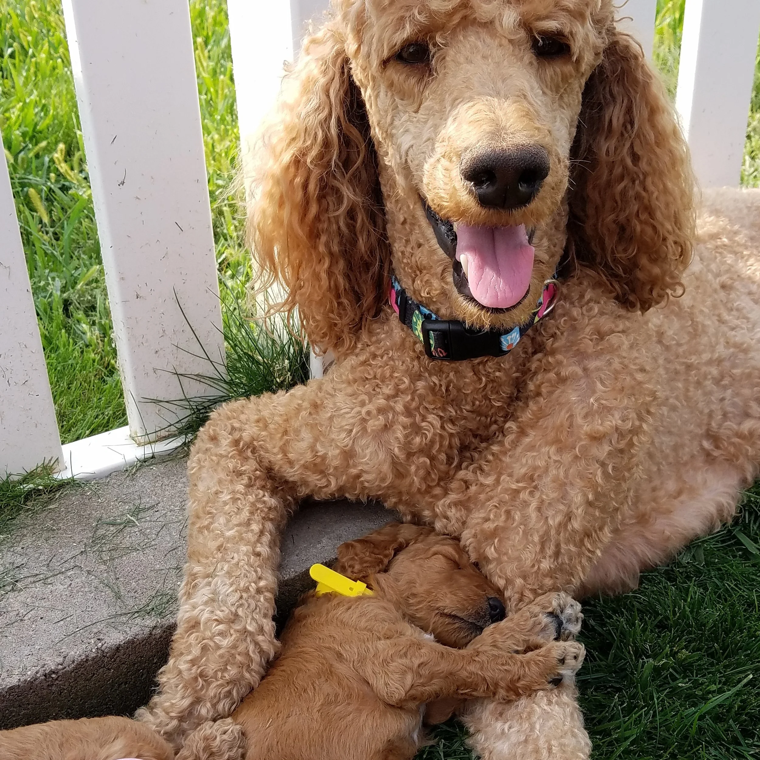 Apricot Standard Poodles