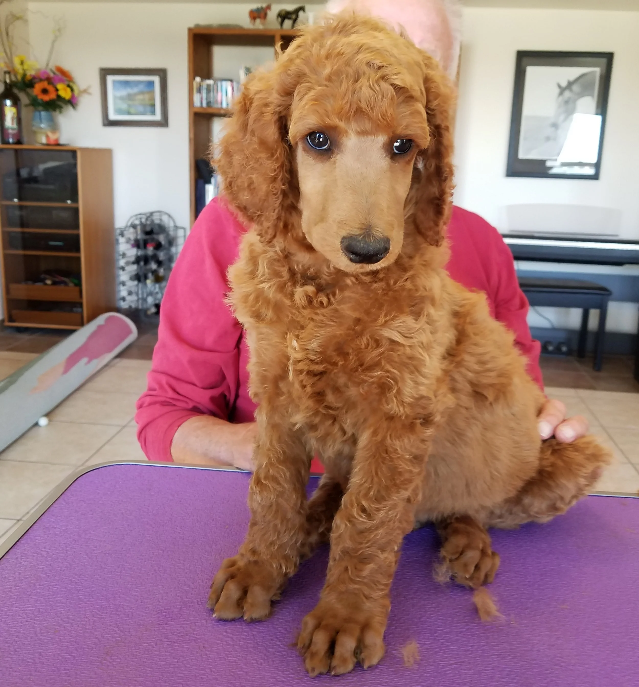 Red Standard Poodle Puppy Cut