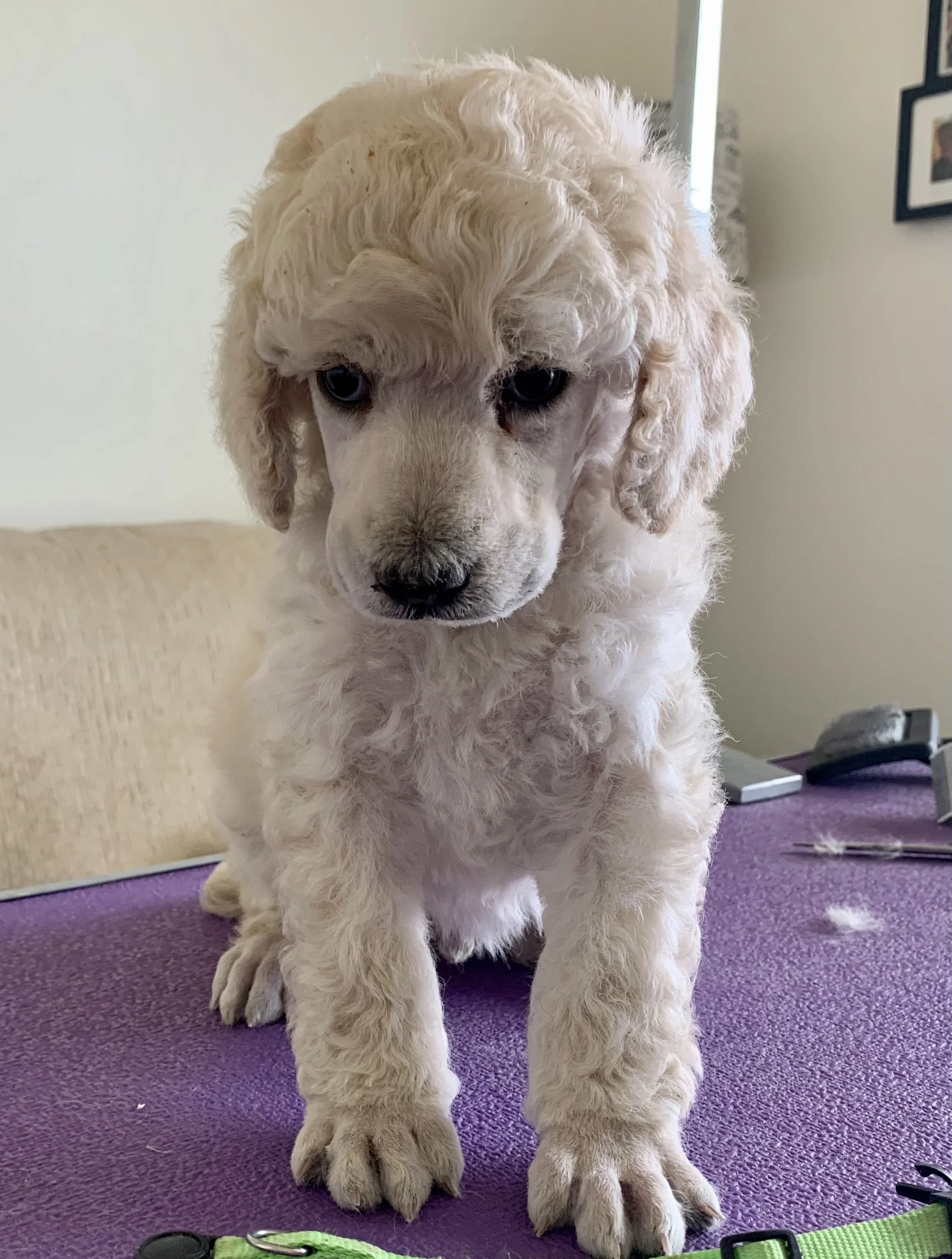 White Standard Poodle Face