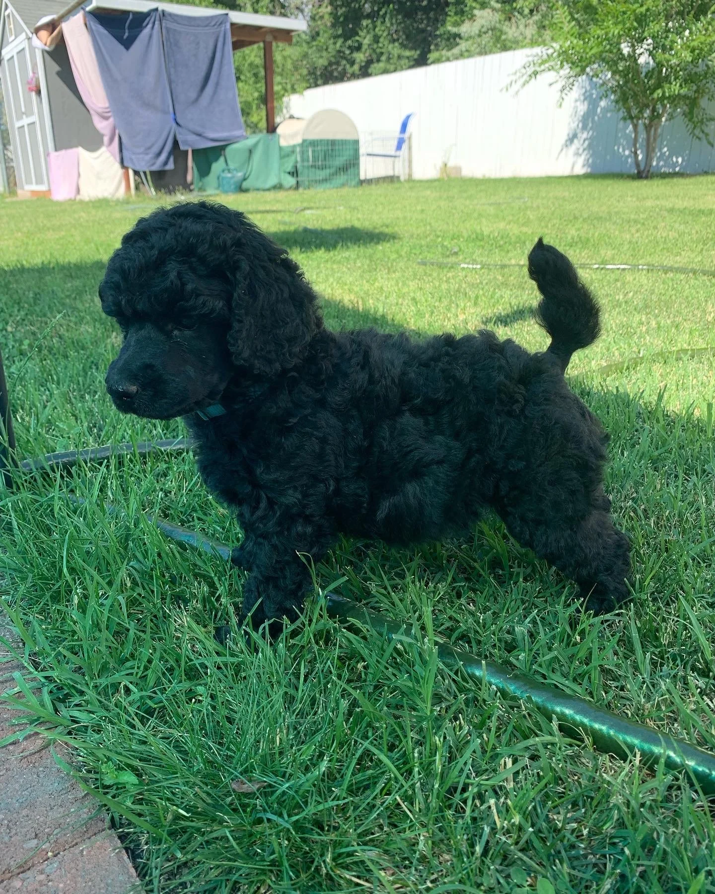 Black Standard Poodle