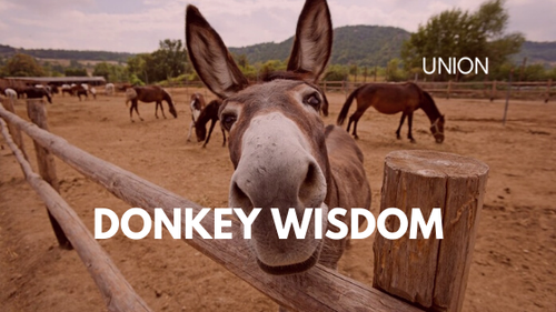 Donkey Wisdom — Union of Messianic Jewish Congregations