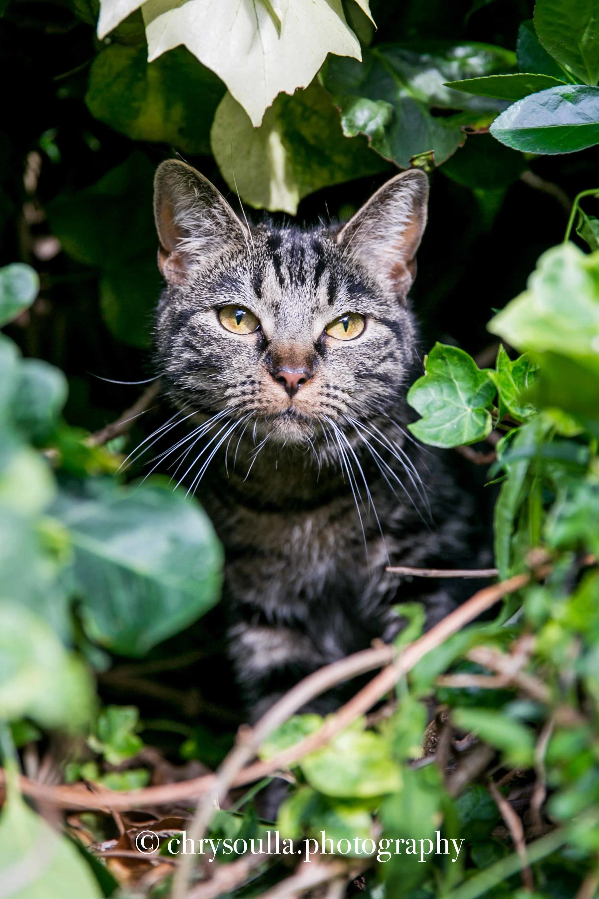 Cat Portraits — Chrysoulla Photography