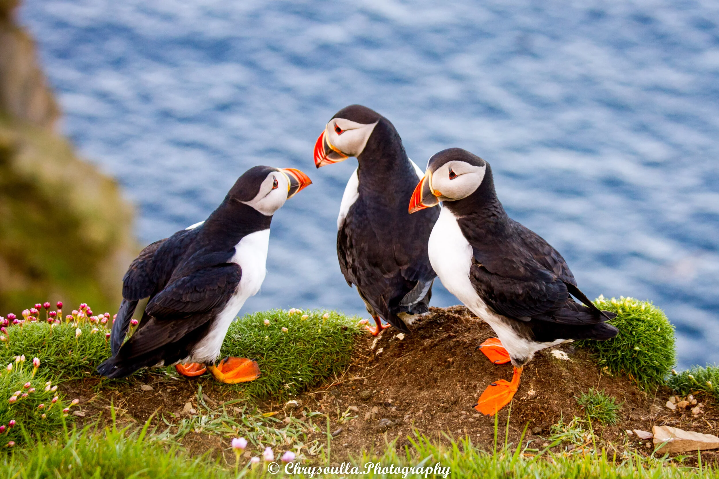 Cards for Sale — Chrysoulla Photography