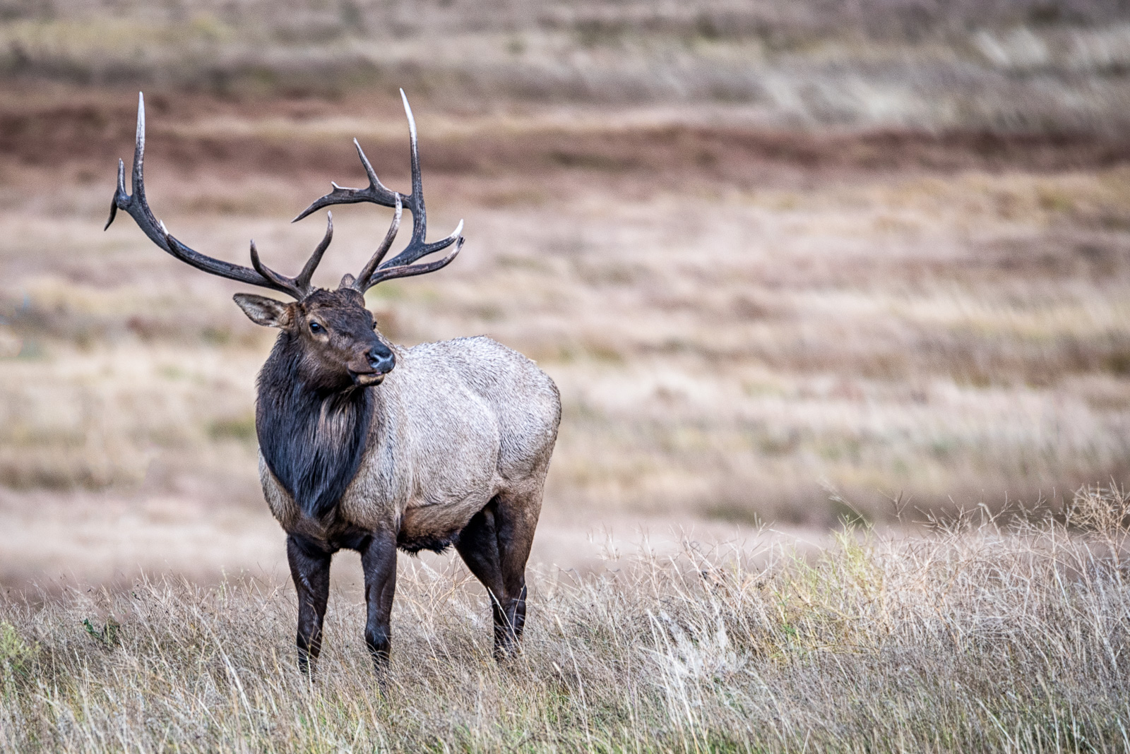 Wildlife Photographs — Michael Ryno Photography