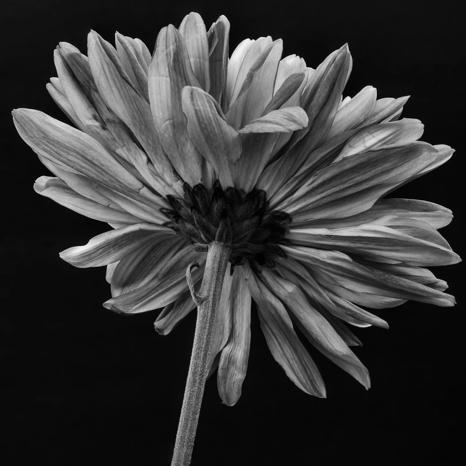 Black and White Photography — Michael Ryno Photography