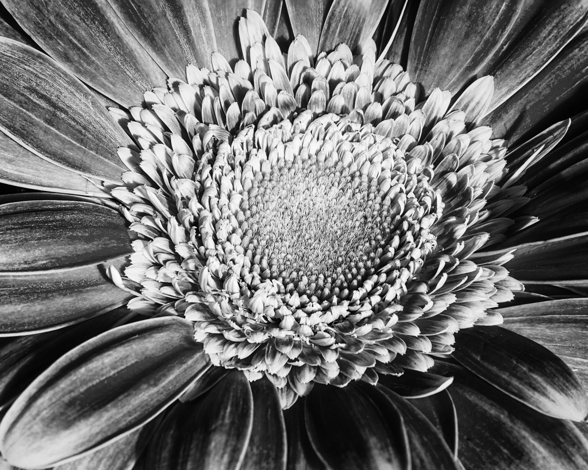Black and White Photography — Michael Ryno Photography