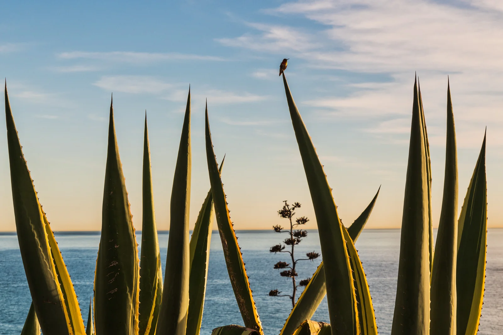 California and Oregon — Michael Ryno Photography