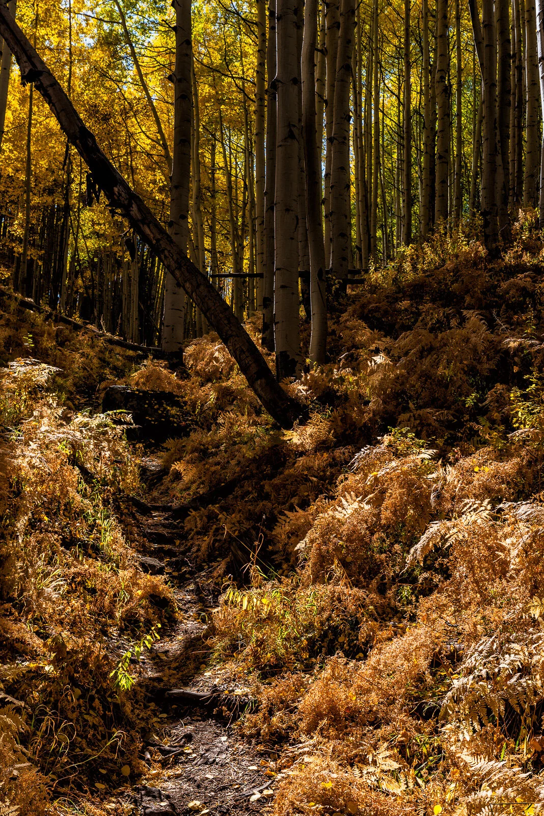 Colorado — Michael Ryno Photography