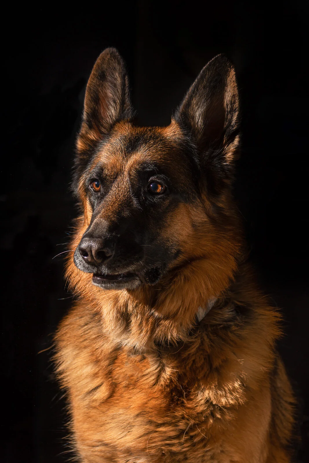 German Shepherd Photography