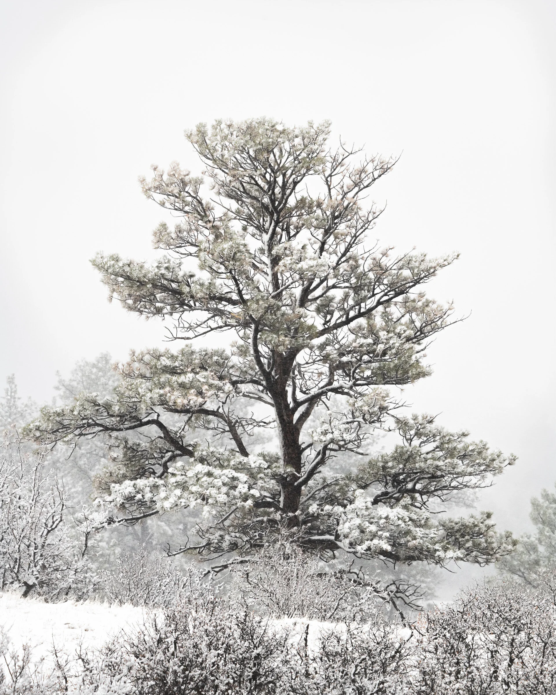 Colorado — Michael Ryno Photography