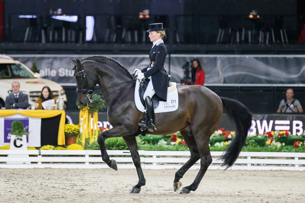 Performance Horses Overview — Leatherdale Farms