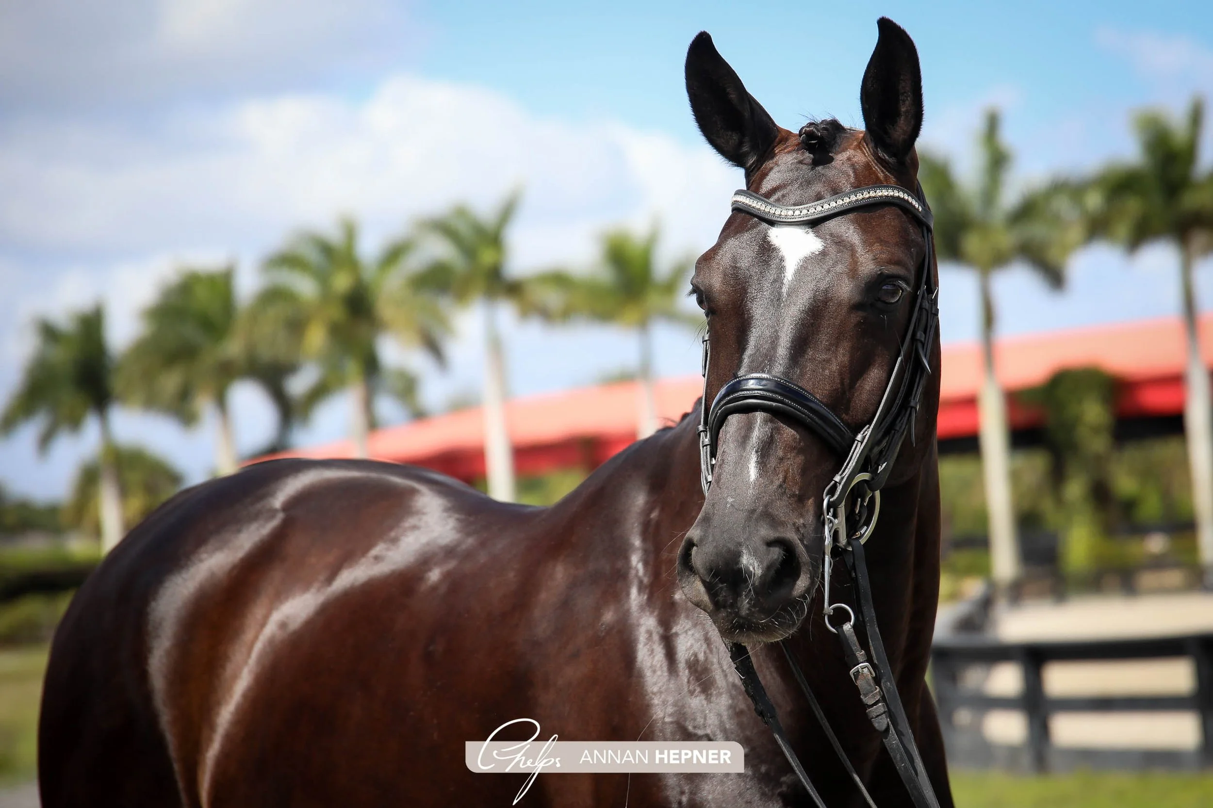 Performance Horses Overview — Leatherdale Farms