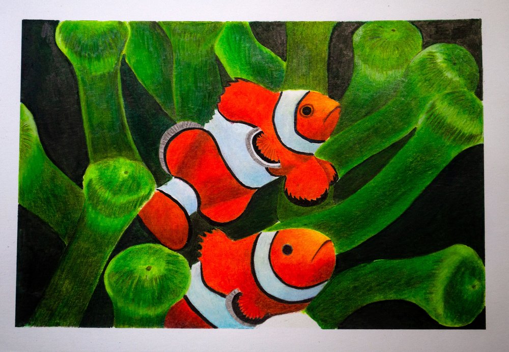 Clown Fish Paintings