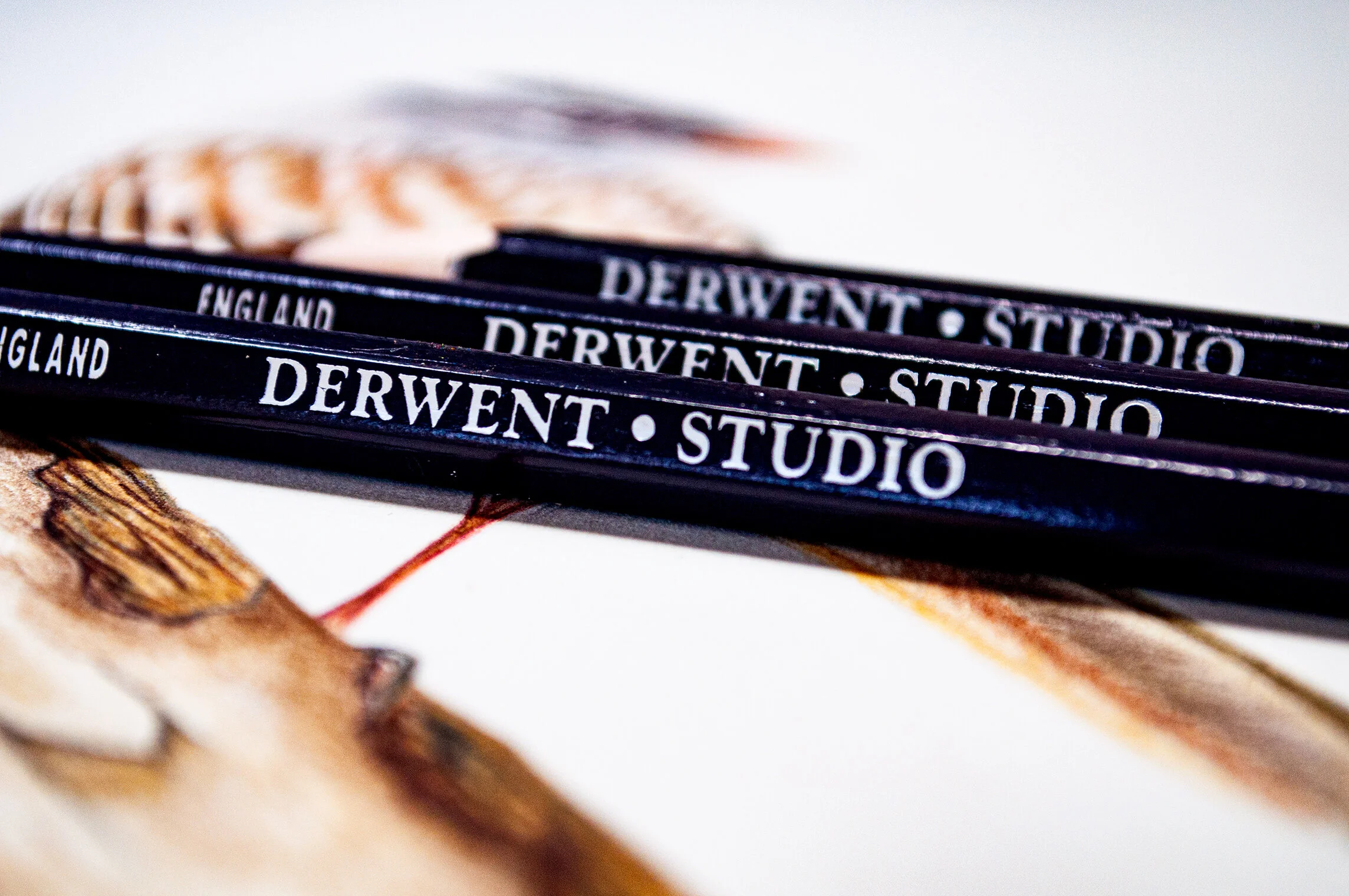 Derwent Studio Colored Pencils Bird Art — The Art Gear Guide