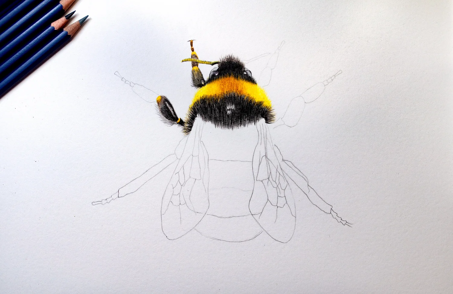 Marco Chroma Colored Pencil Artwork Of A Bee — The Art Gear Guide