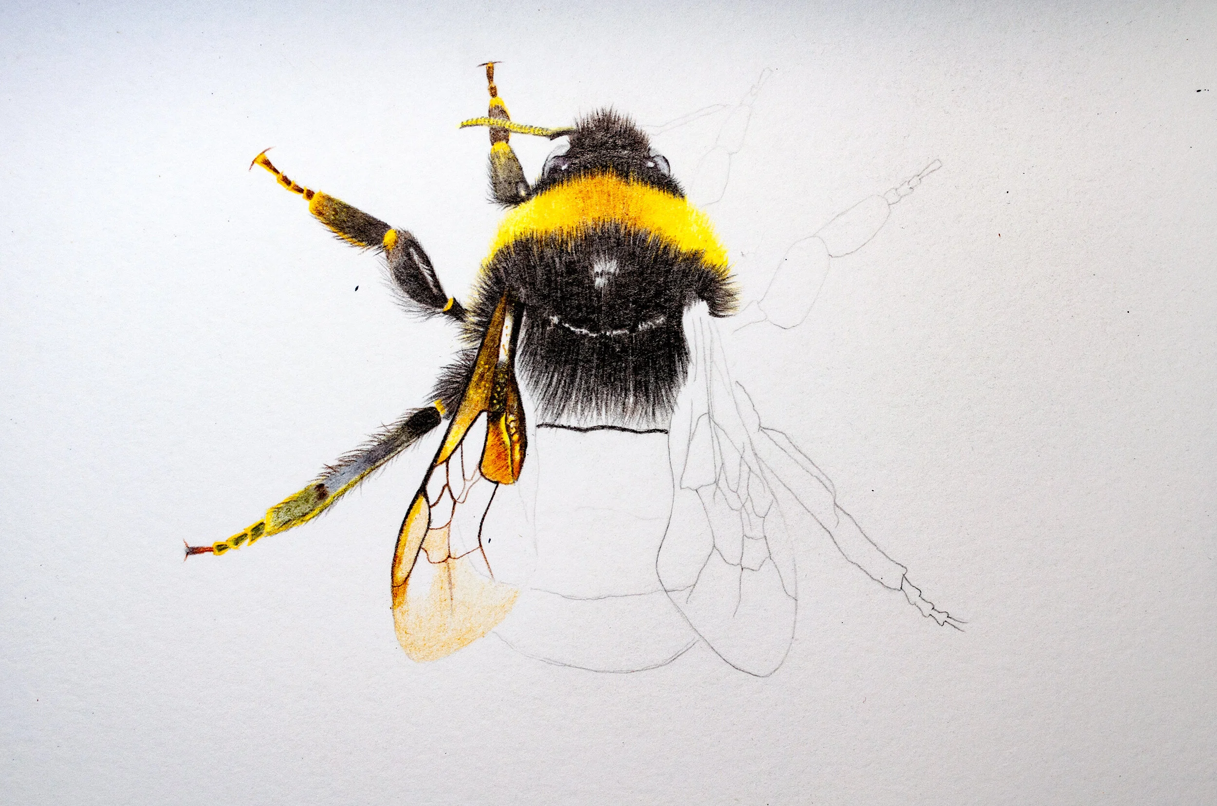 Marco Chroma Colored Pencil Artwork Of A Bee — The Art Gear Guide