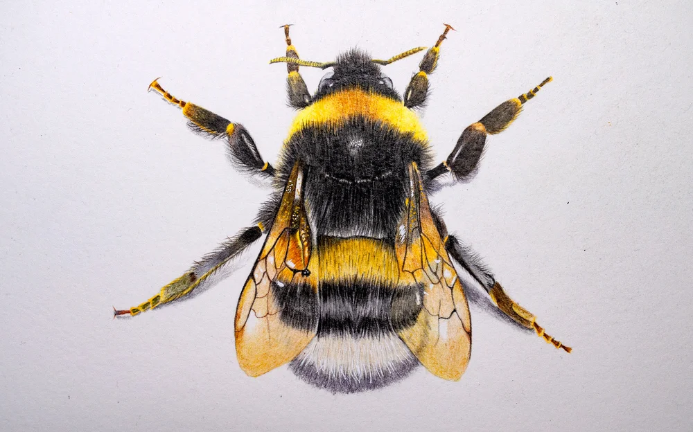 Marco Chroma Colored Pencil Artwork Of A Bee — The Art Gear Guide