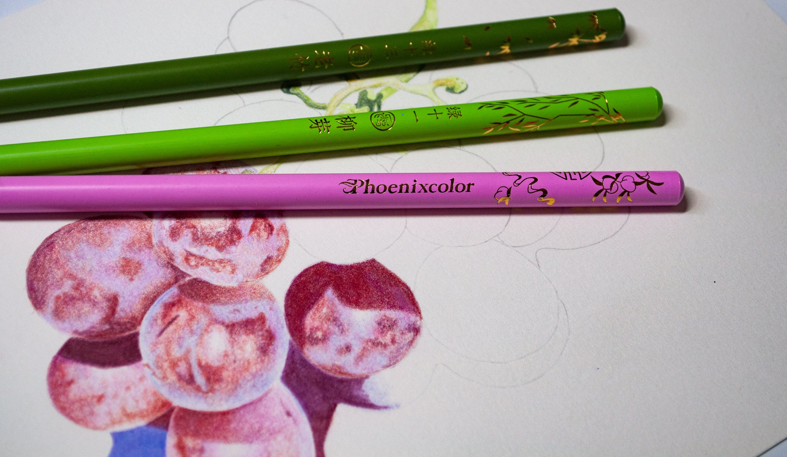 Phoenixcolor Colored Pencils Botanical Artwork Images — The Art Gear Guide