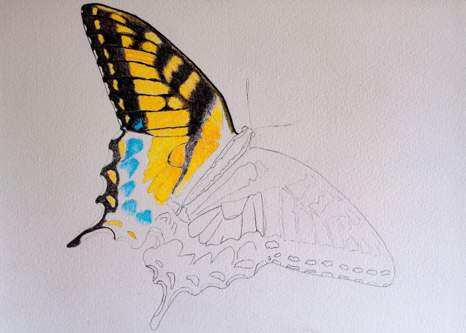 Deli Colored Pencil Artwork, Butterfly Art — The Art Gear Guide
