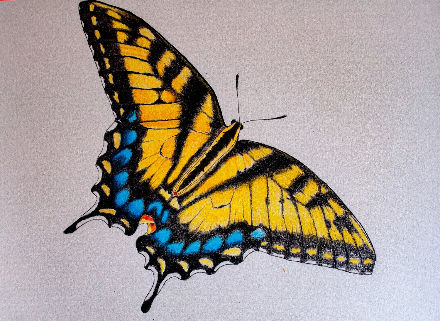 Deli Colored Pencil Artwork, Butterfly Art — The Art Gear Guide