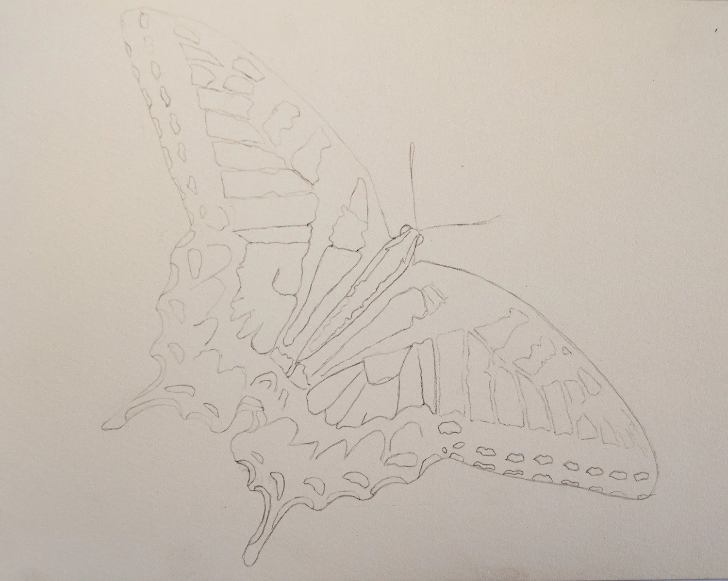 Deli Colored Pencil Artwork, Butterfly Art — The Art Gear Guide