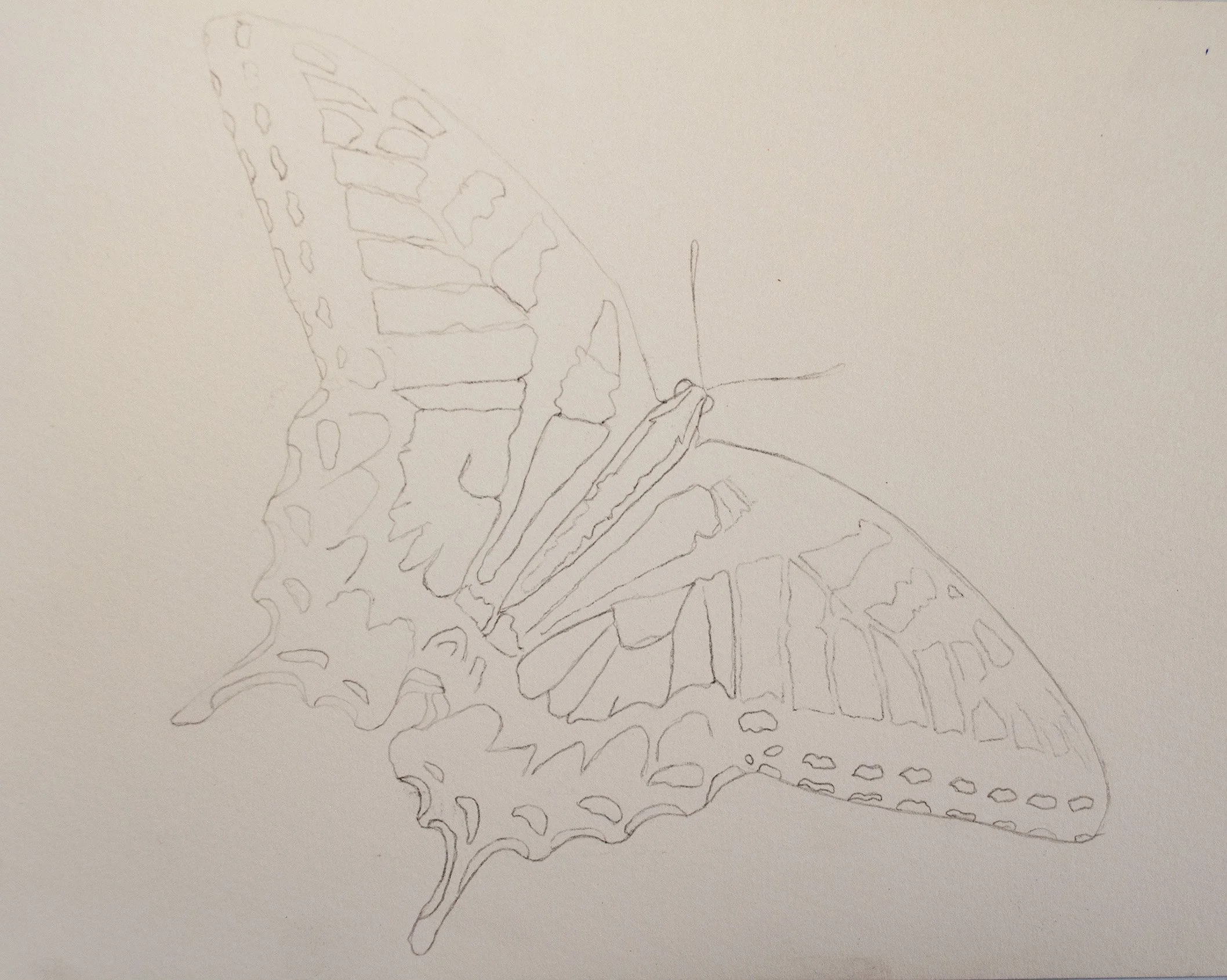 Deli Colored Pencil Artwork, Butterfly Art — The Art Gear Guide