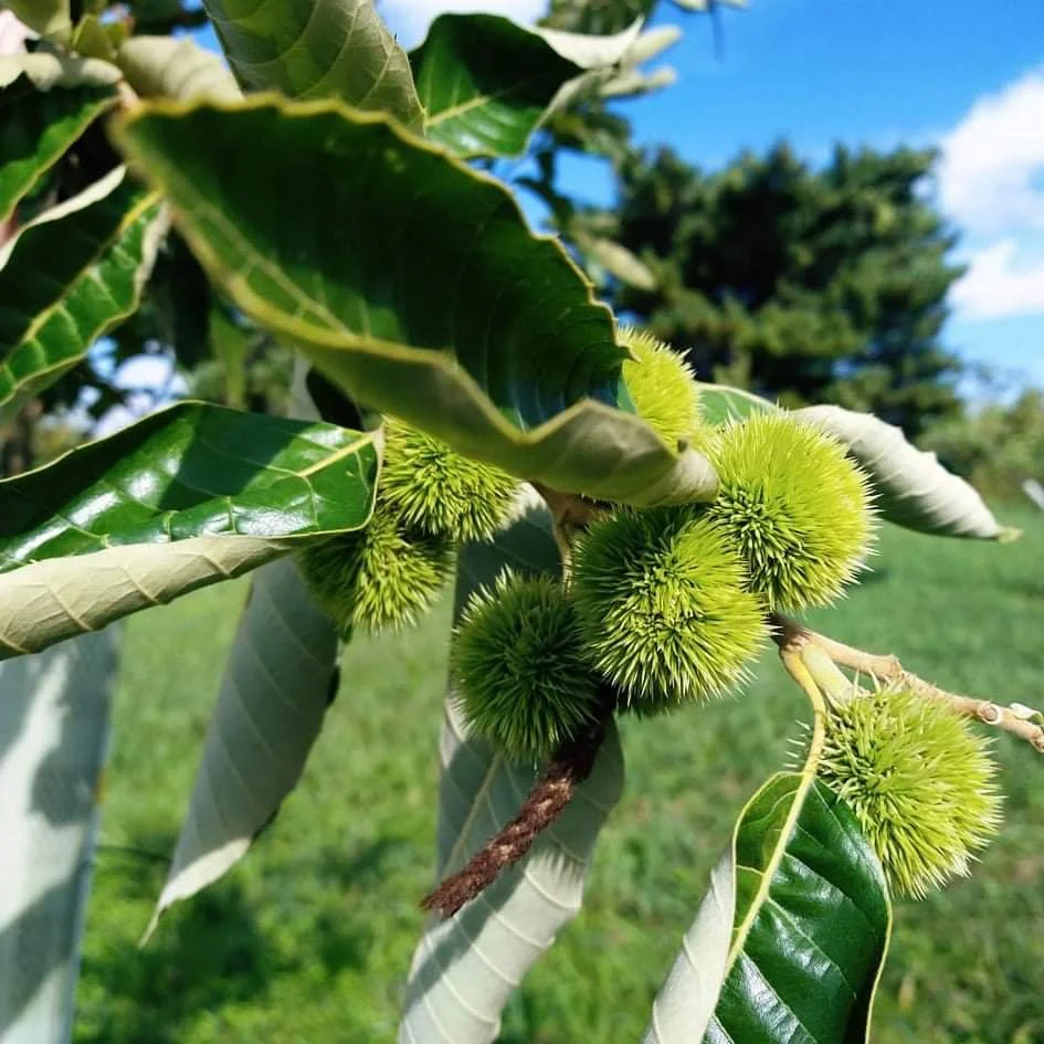 GROW Enrichment - Where Learning Begins With Planting a Seed.