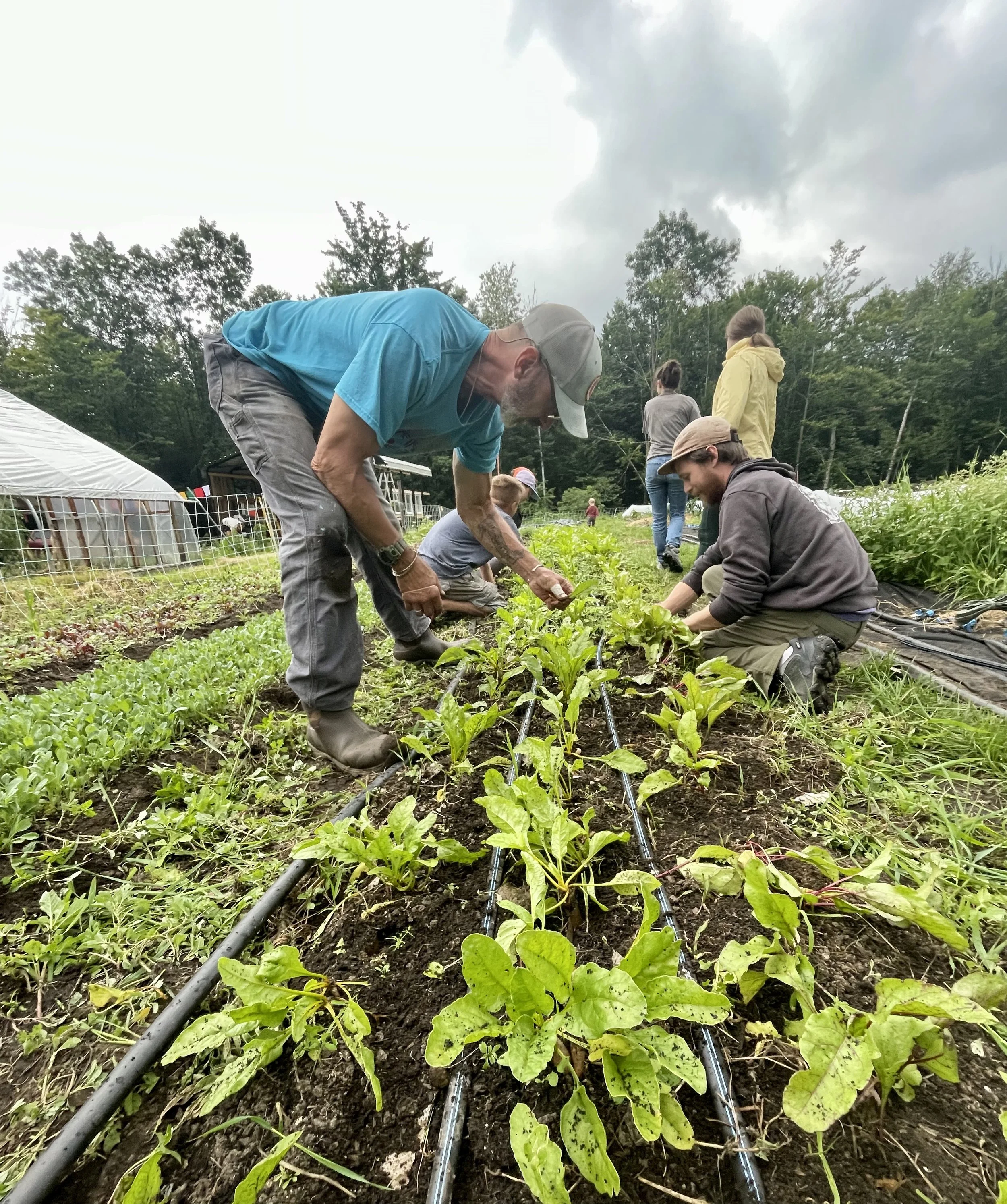 Kearsarge Food Hub farm-based education for all ages in the Kearsarge ...