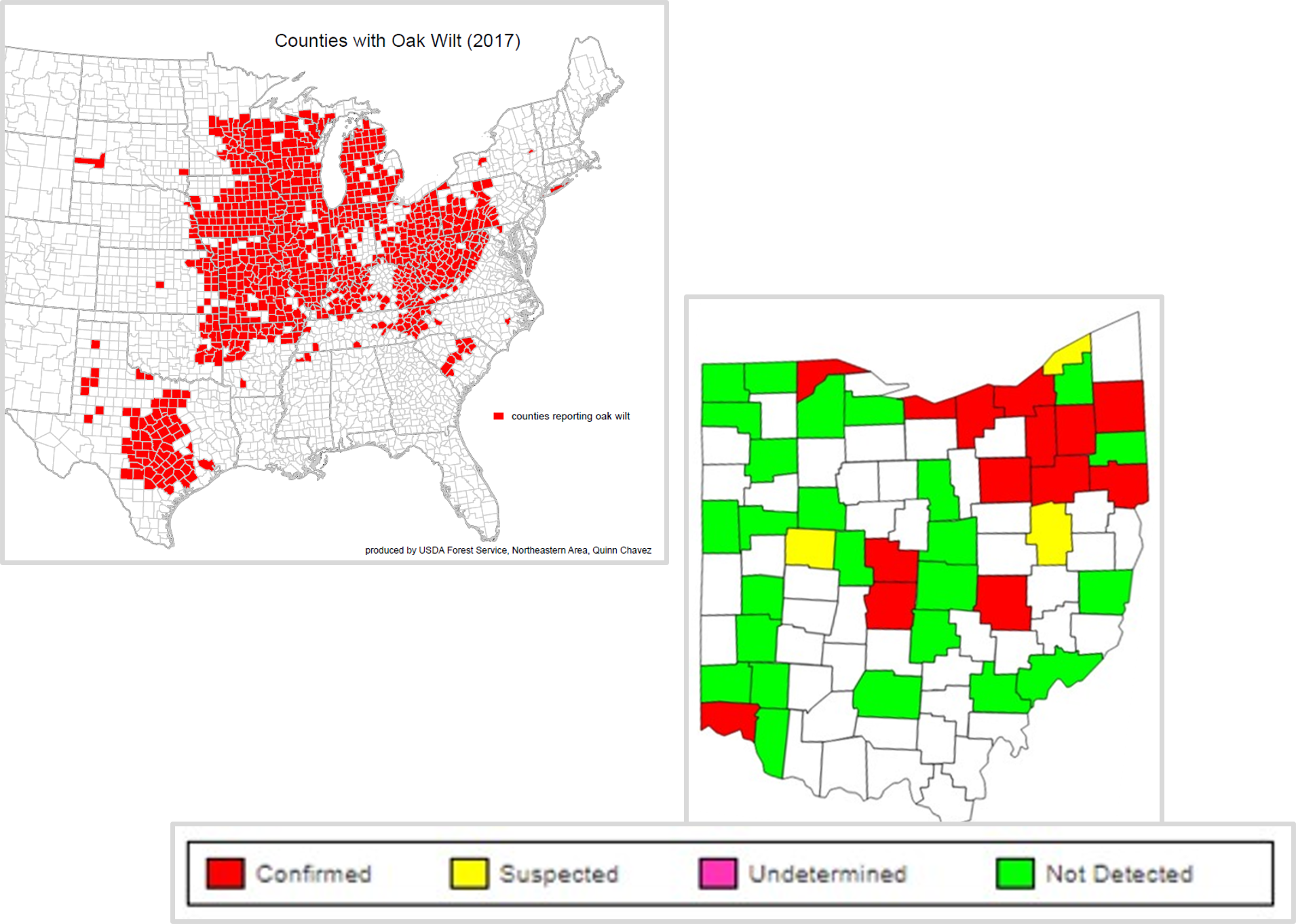 Stop the spread of Oak Wilt — Portage County Soil & Water Conservation ...