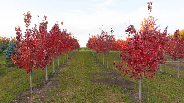 Eastview Tree Farm | Port Perry