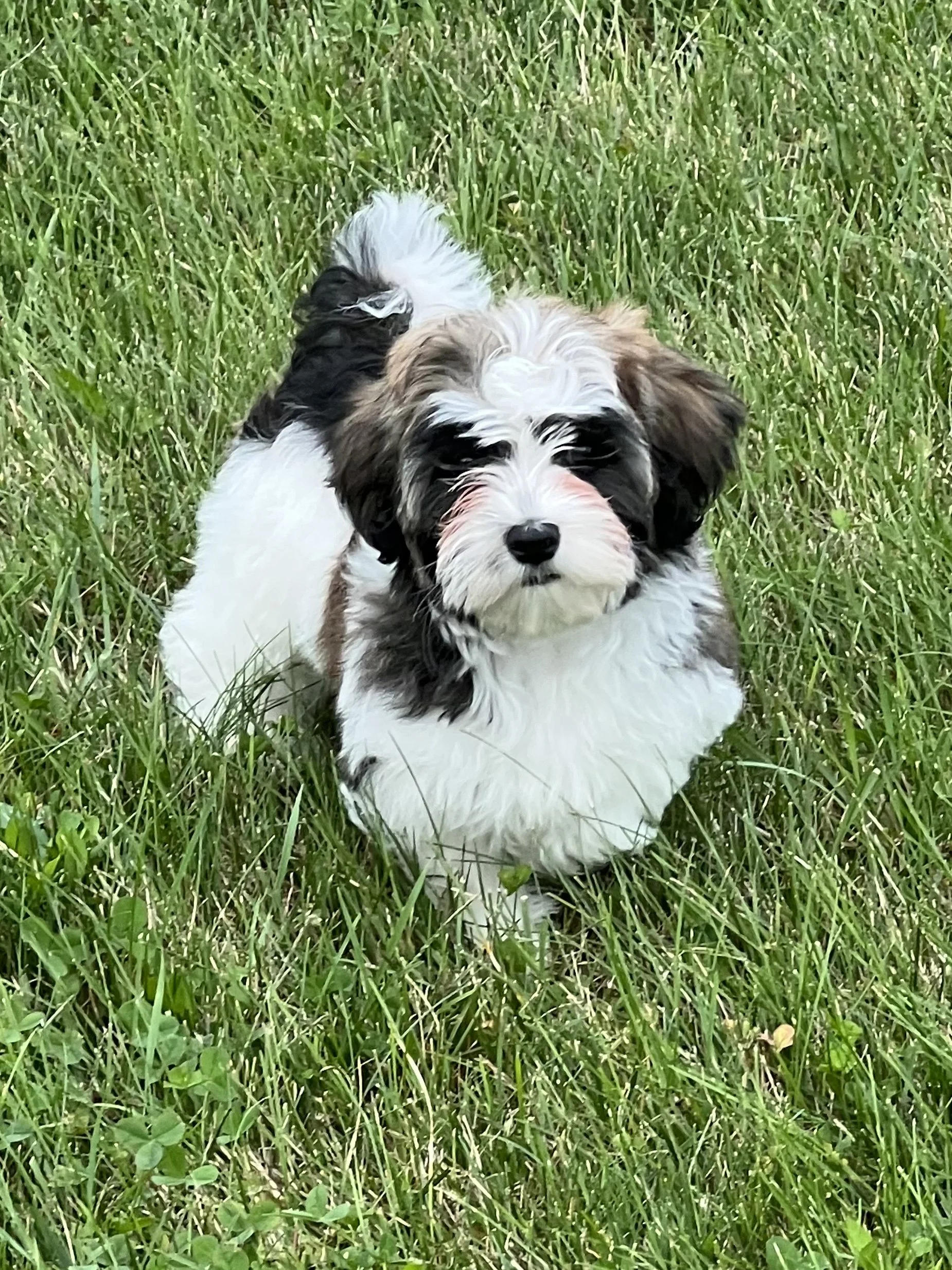 Full Grown Havanese