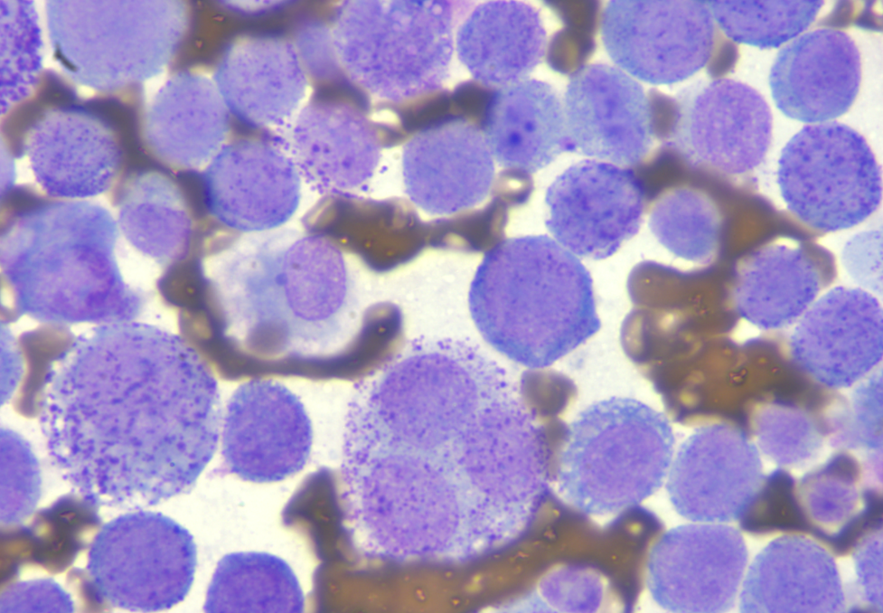 Mast Cell Tumor Animal Cancer And Imaging Center Mast Cell Tumor Animal Cancer And Imaging Center