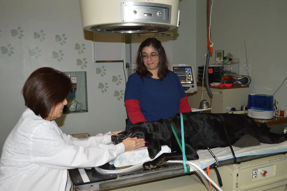 What Are The Side Effects Of Radiation On Dogs