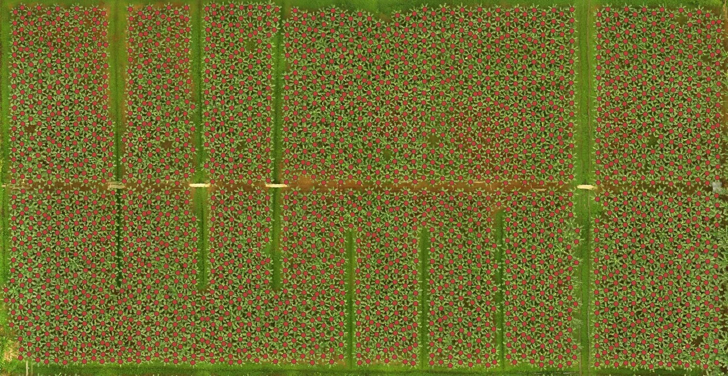 Conteo de Plantas — Indigo Drones