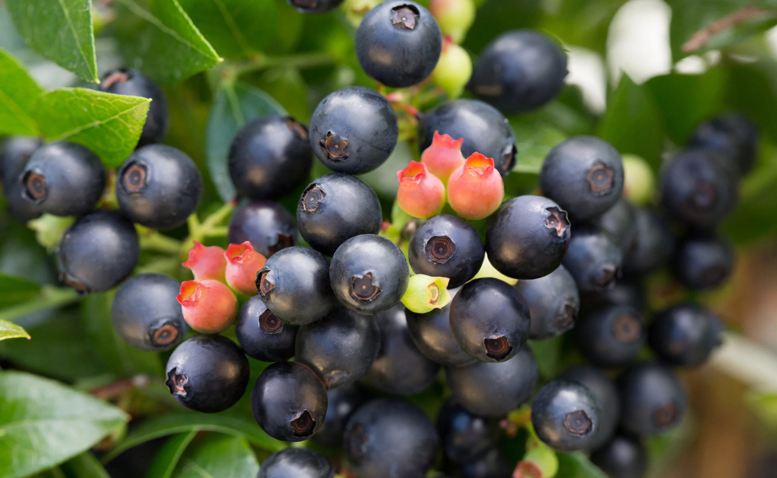 The Collection — Bushel and Berry®