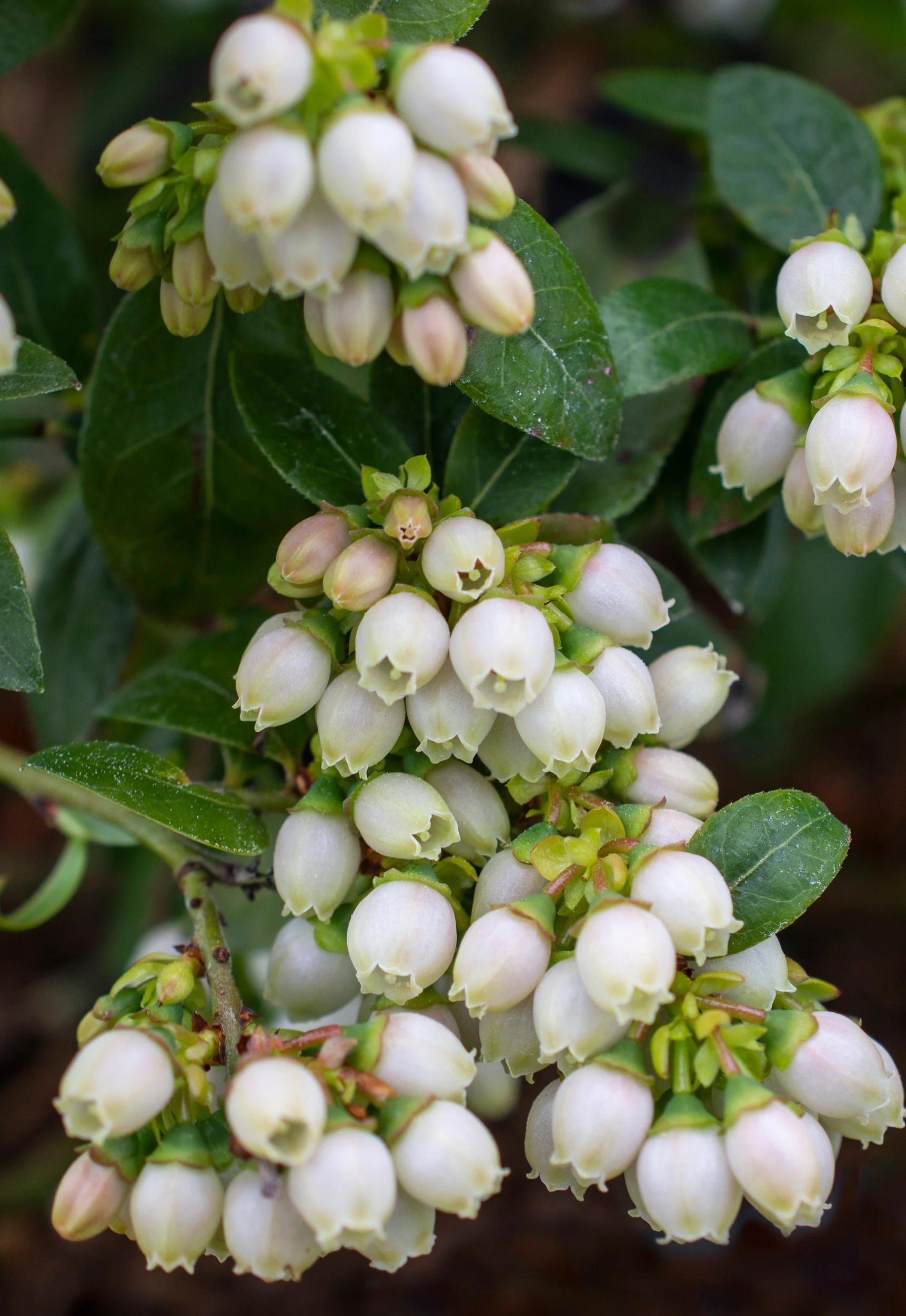 The Collection — Bushel and Berry®