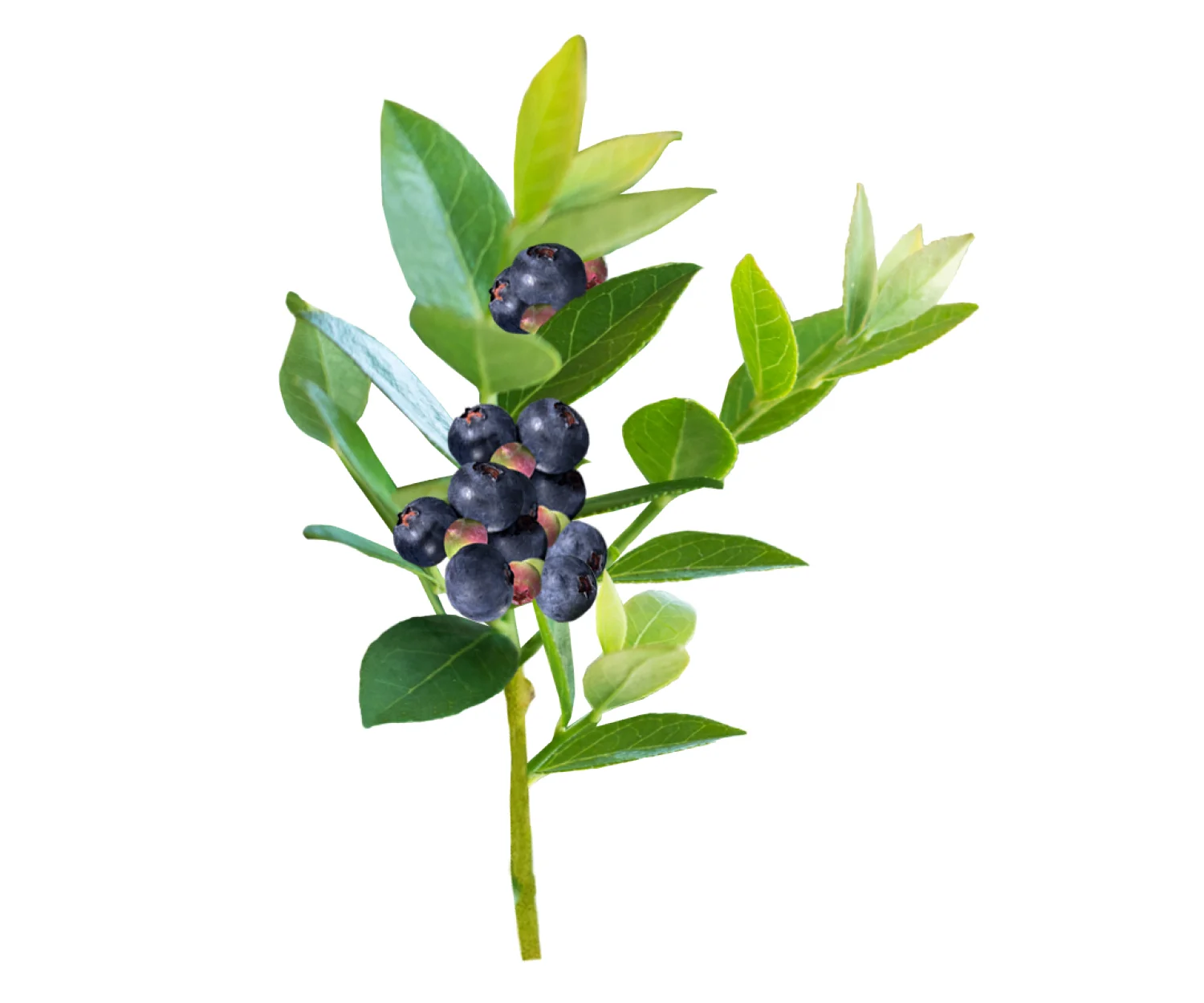 The Collection — Bushel and Berry®