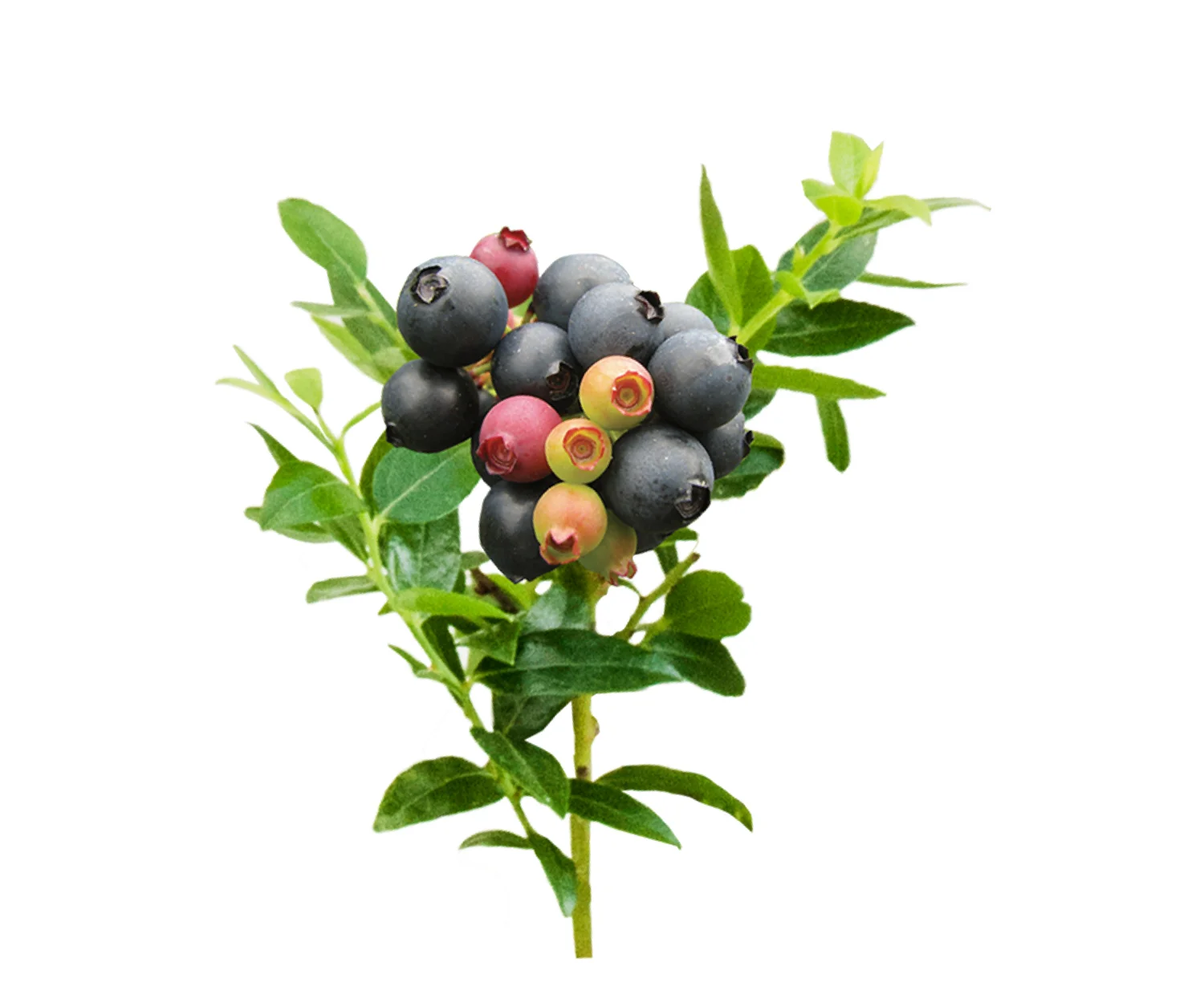 The Collection — Bushel and Berry®